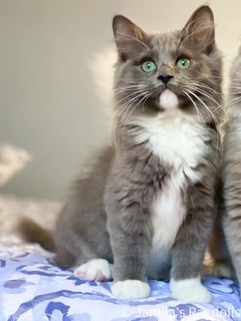 Ragdoll Information - Jamila's Ragdolls