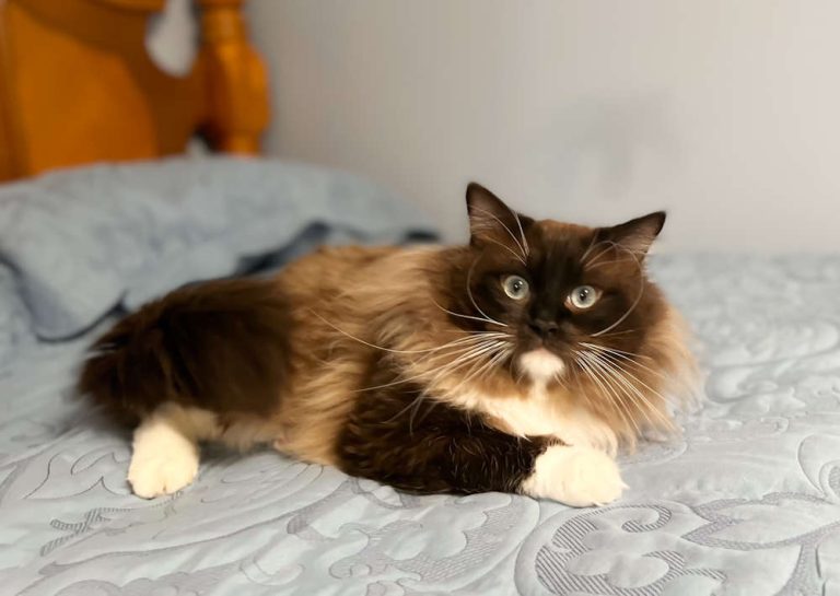 Our Ragdoll Kings - Jamila's Ragdolls