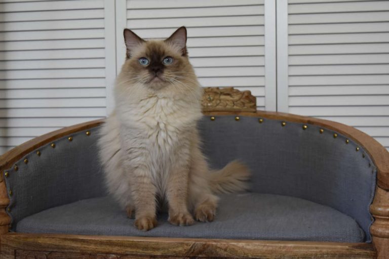 Our Ragdoll Kings - Jamila's Ragdolls