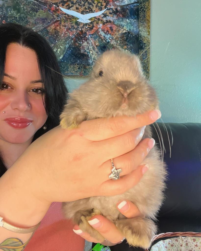 Mini Lop Bunnies - Jamila's Ragdolls