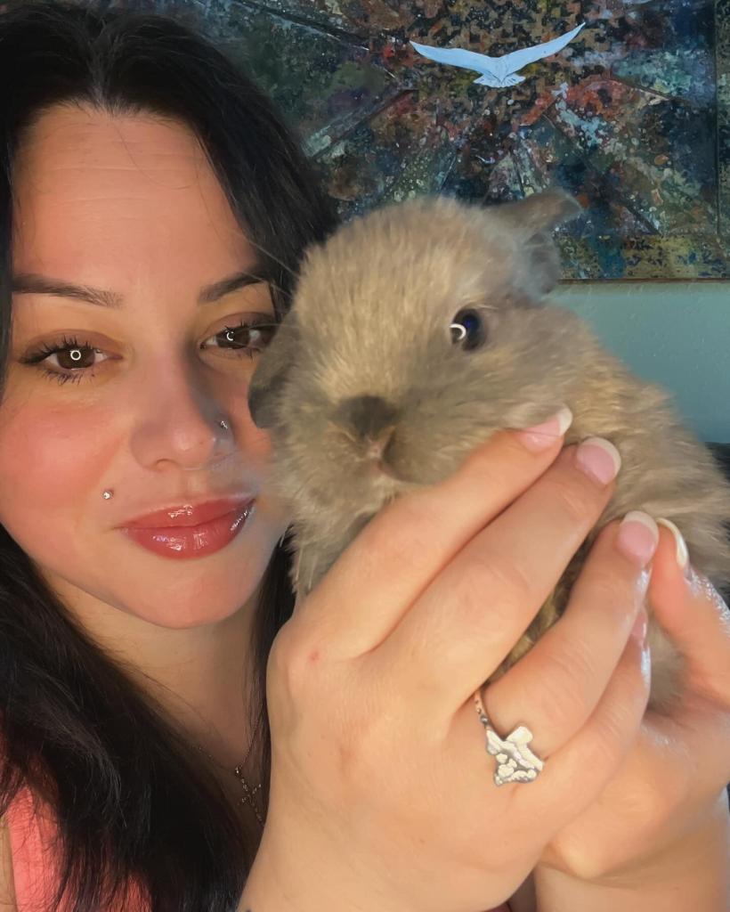 Mini Lop Bunnies - Jamila's Ragdolls