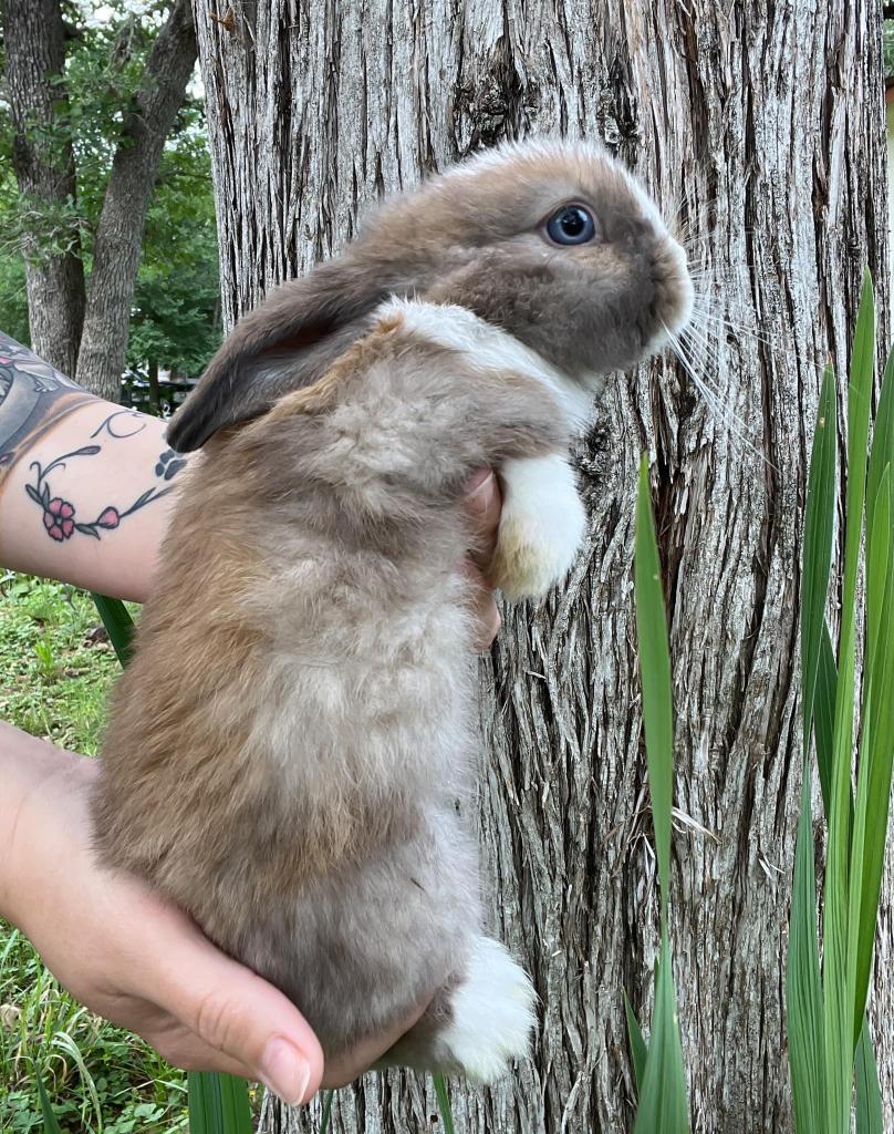 Mini Lop Bunnies - Jamila's Ragdolls
