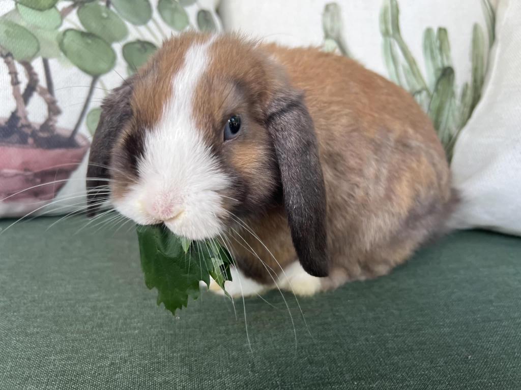 Mini Lop Bunnies - Jamila's Ragdolls