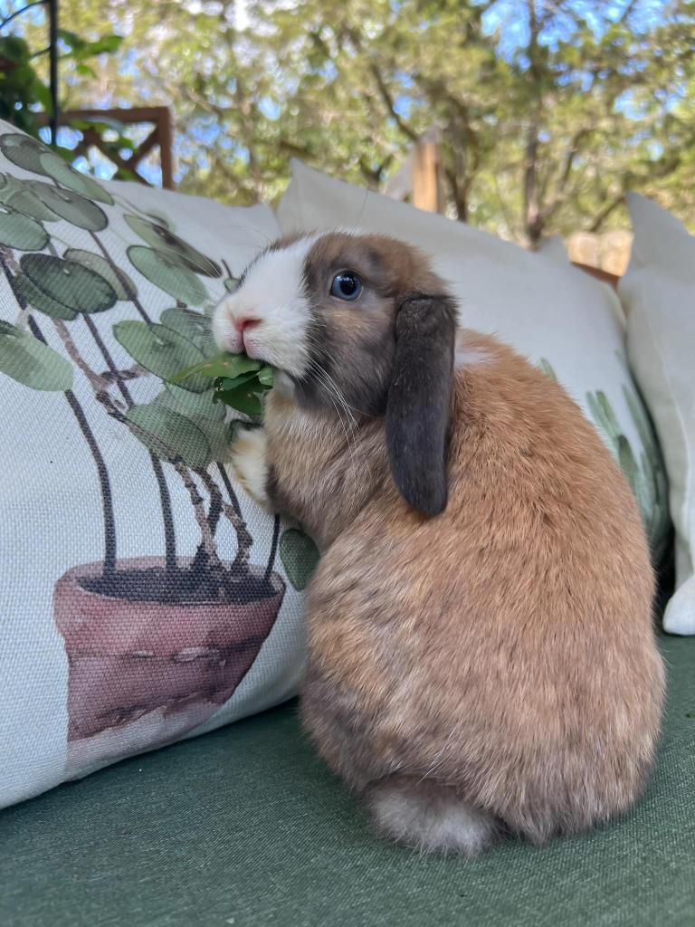 Mini Lop Bunnies - Jamila's Ragdolls