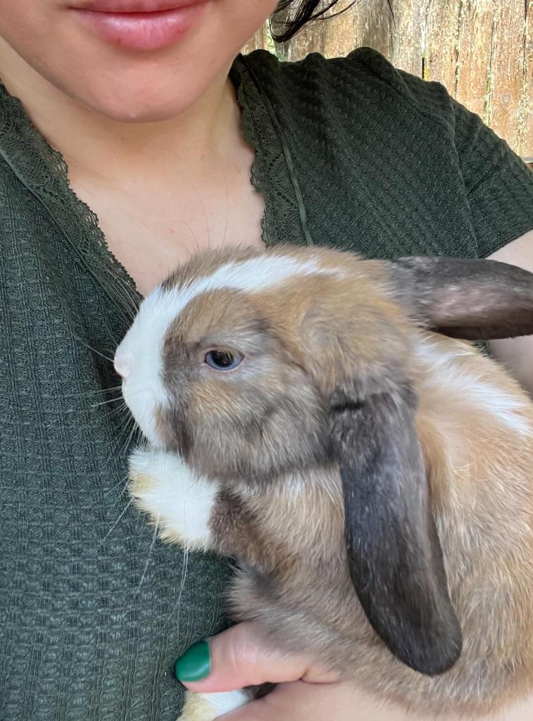 Mini Lop Bunnies - Jamila's Ragdolls