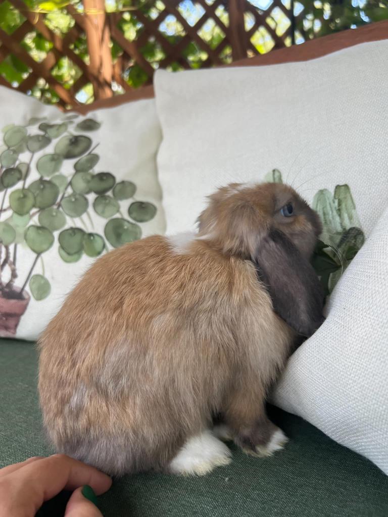 Mini Lop Bunnies - Jamila's Ragdolls