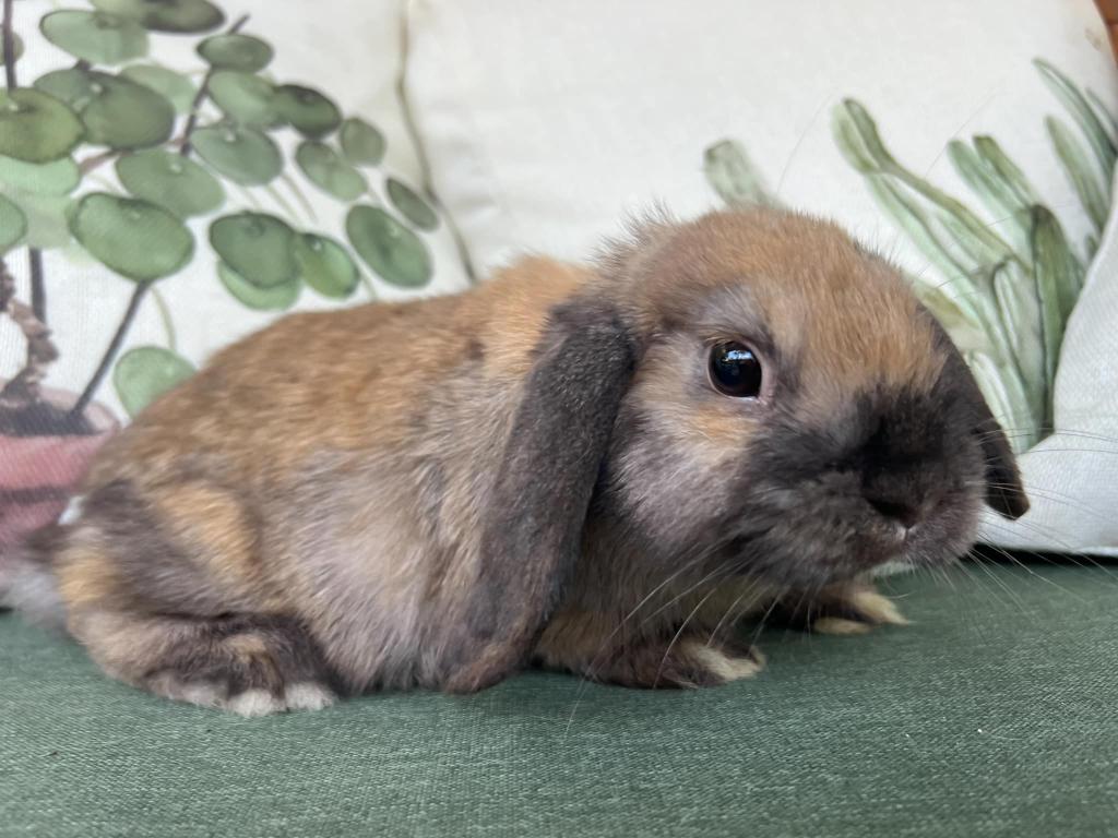 Mini Lop Bunnies - Jamila's Ragdolls